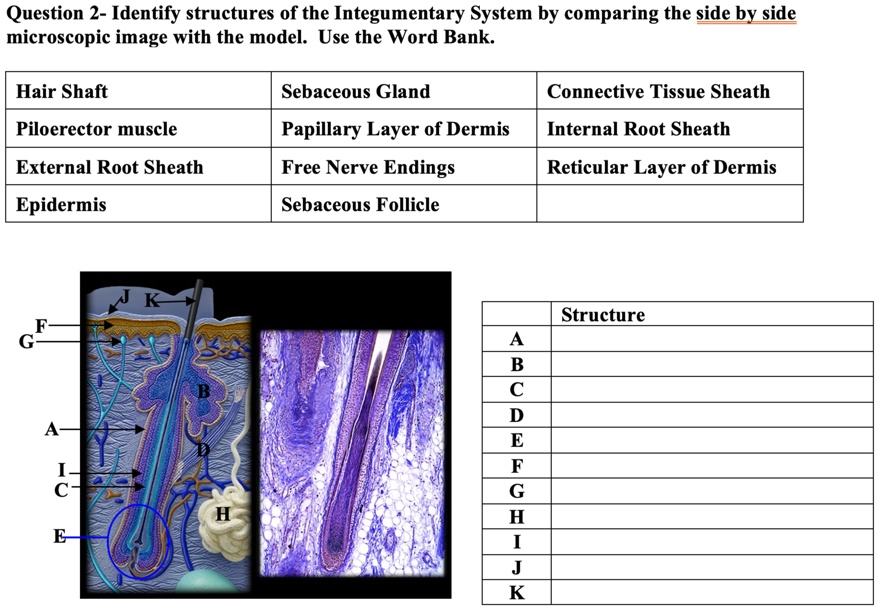 Question 2- Identify structures of the Integumentary System by ...