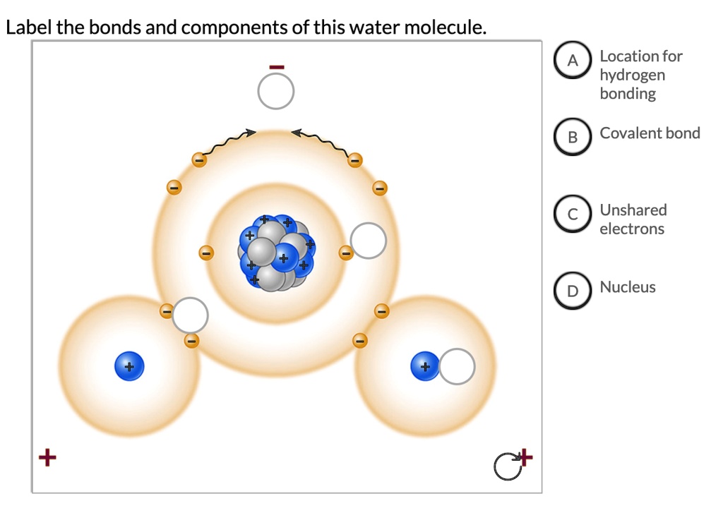 SOLVED: 'Label the bonds and components of this water molecule ...