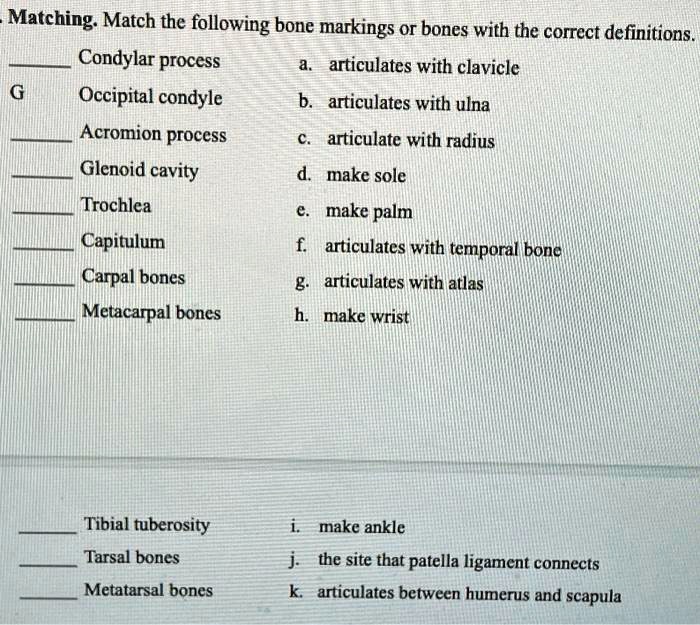 SOLVED: Matching Match the following bone markings Or bones with the correct definitions ...