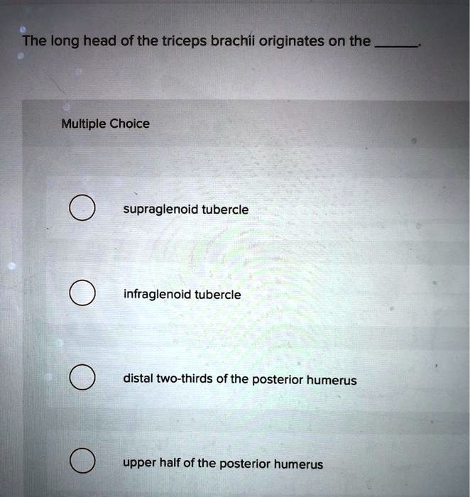 SOLVED: The long head of the triceps brachii originates on the Multiple ...