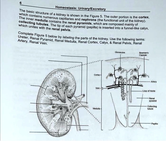 6 Homeostasis: Urinary/Excretory The basic structure of a kidney is ...