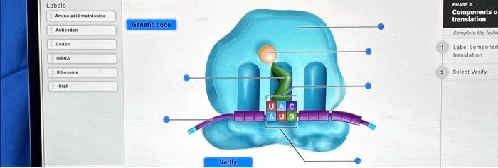 Labels Amino acid methionine Anticodon Codon mRNA Ribosome tRNA Genetic ...