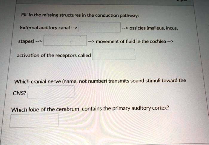 SOLVED: Fill in the missing structures in the conduction pathway: External auditory canal ...