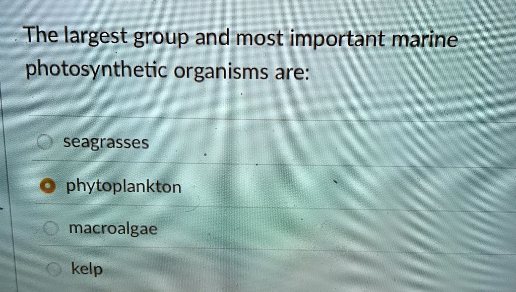 the largest group and most important marine photosynthetic organisms ...