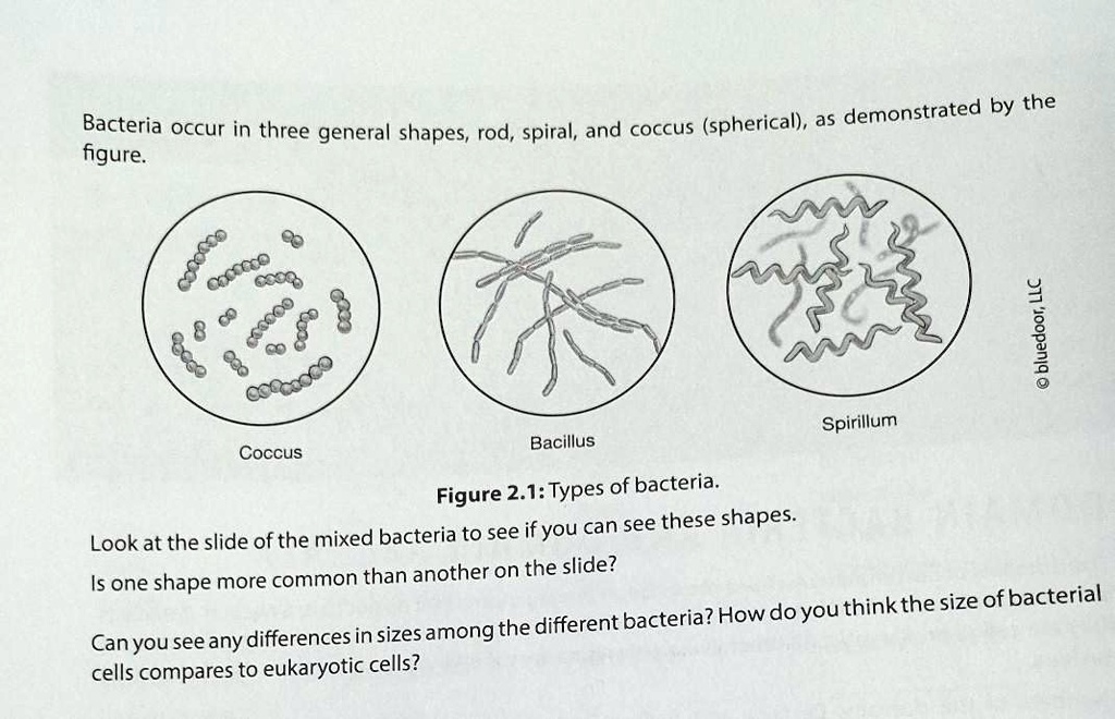 demonstrated by the bacteria occur in three general shapes rod spiral ...