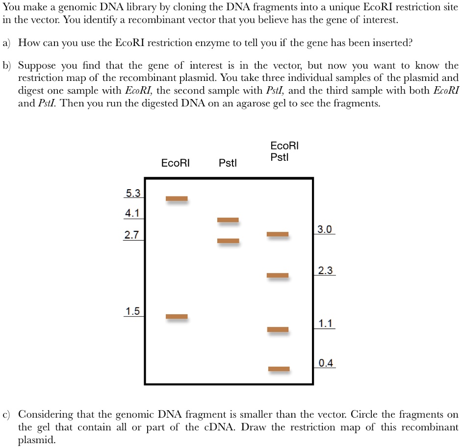 SOLVED: You make a genomic DNA library by cloning the DNA fragments ...