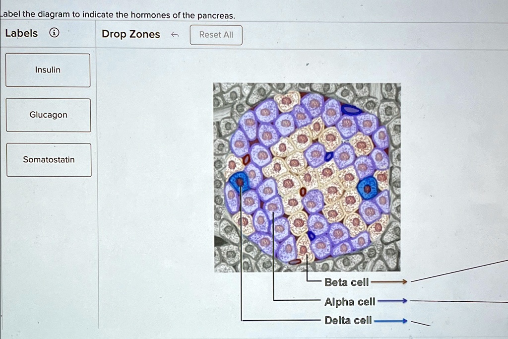 Label the diagram to indicate the hormones of the pancreas. Labels ...