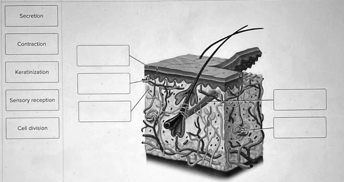 SOLVED: Secretion Contraction Keratinization Sensory reception Cell ... SOLVED: Secretion Contraction Keratinization Sensory reception Cell ...