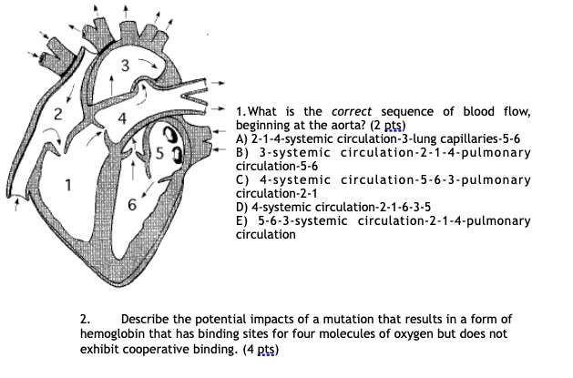 SOLVED: What the correct sequence blood flow; beginning at the aorta ...