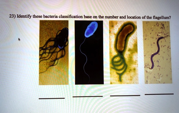 SOLVED: 23) Identify these bacteria classification base on the number ...