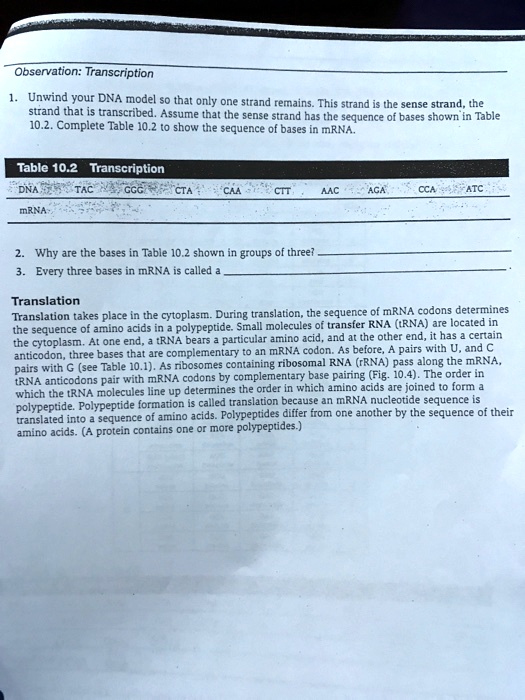 Observation: Transcription 1. Unwind your DNA model so that only one strand remains. This strand ...