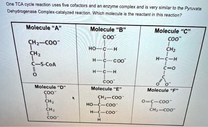 SOLVED: One TCA cycle reaction uses five cofactors and an enzyme ...