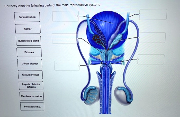 Correctly label the following parts of the male reproductive system. Seminal vesicle Ureter ...