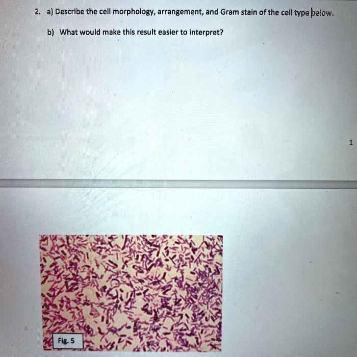 SOLVED: a) Describe the cell morphology, arrangement, and Gram stain of ...
