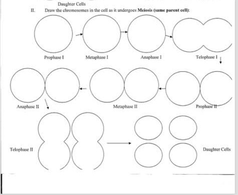 SOLVED: Daughecr Cells II. Draw the claromosomes in the cell as it ...