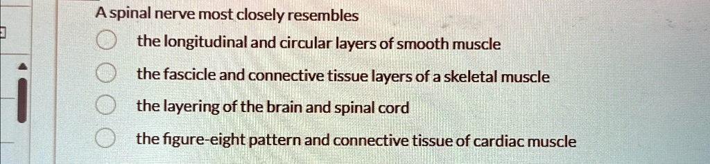 a spinal nerve most closely resembles the longitudinal and circular ...