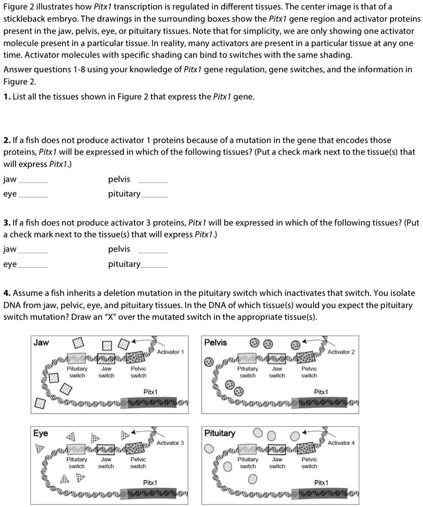 SOLVED: Figure 2 illustrates how Pitx/ transcription is regulated in ...