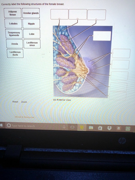 Correctly label the following structures of the female breast. Adipose tissue Areolar glands ...