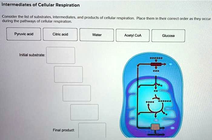 SOLVED: Intermediates of Cellular Respiration Consider the list of ...