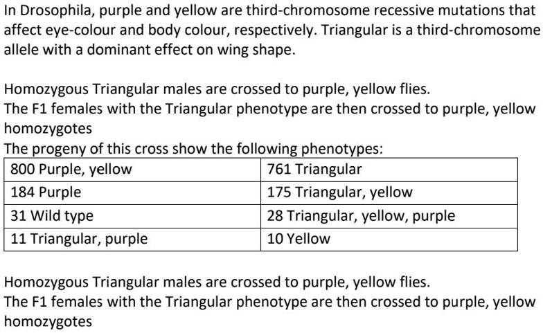 in drosophila purple and yellow are third chromosome recessive ...