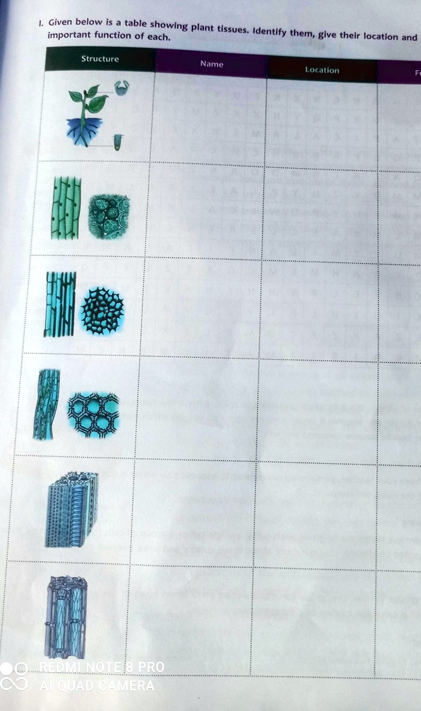 1. Given below is a table showing plant tissues. Identify them, give their location and ...