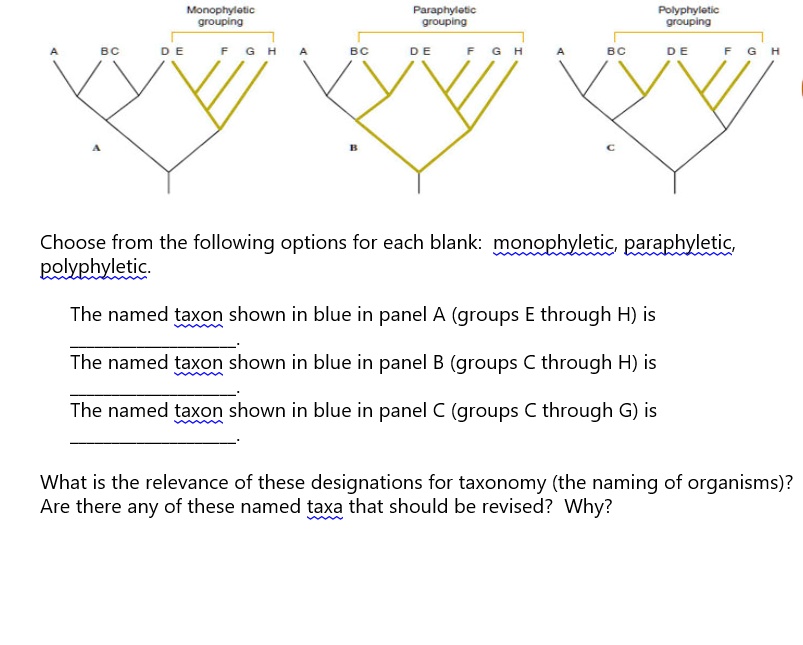 SOLVED: Fonopmouic drouding ParaphyeEc droupino Poly phyletc @cupind ...