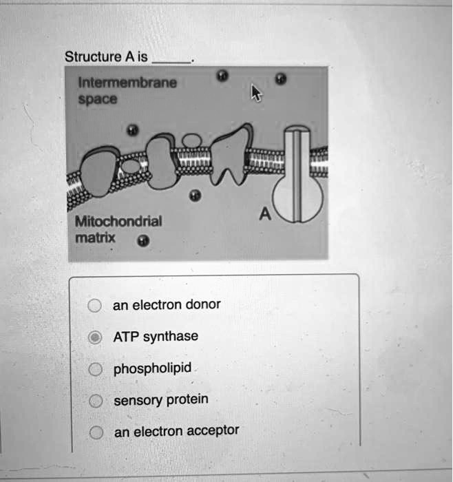 SOLVED: Structure A is Intermembrane space Mitochondral matrix an ...