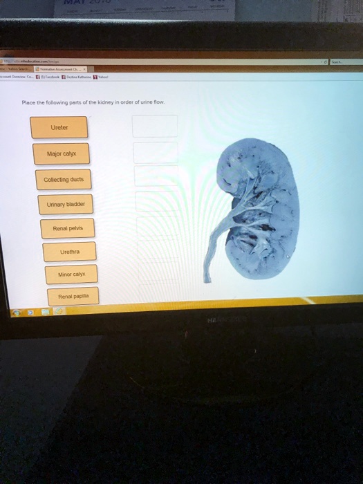 SOLVED: Place the following parts of the kidney in order of urine flow ...