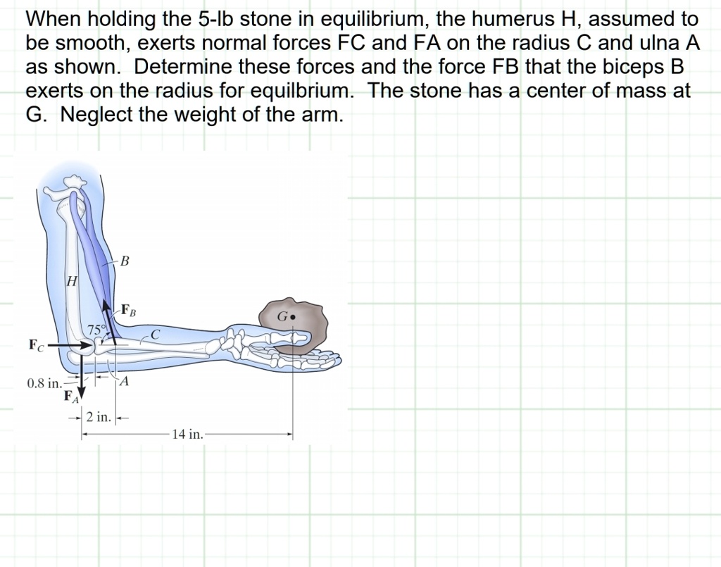 When holding the 5 ib stone in equilibrium the humerus h...