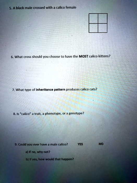 SOLVED: A black male crossed with a calico female. What cross should ...