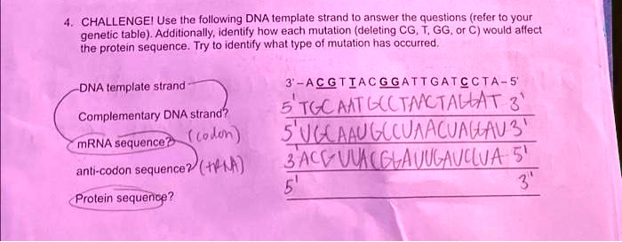 SOLVED: 4. CHALLENGE: Use the following DNA template strand to answer the questions (refer to ...