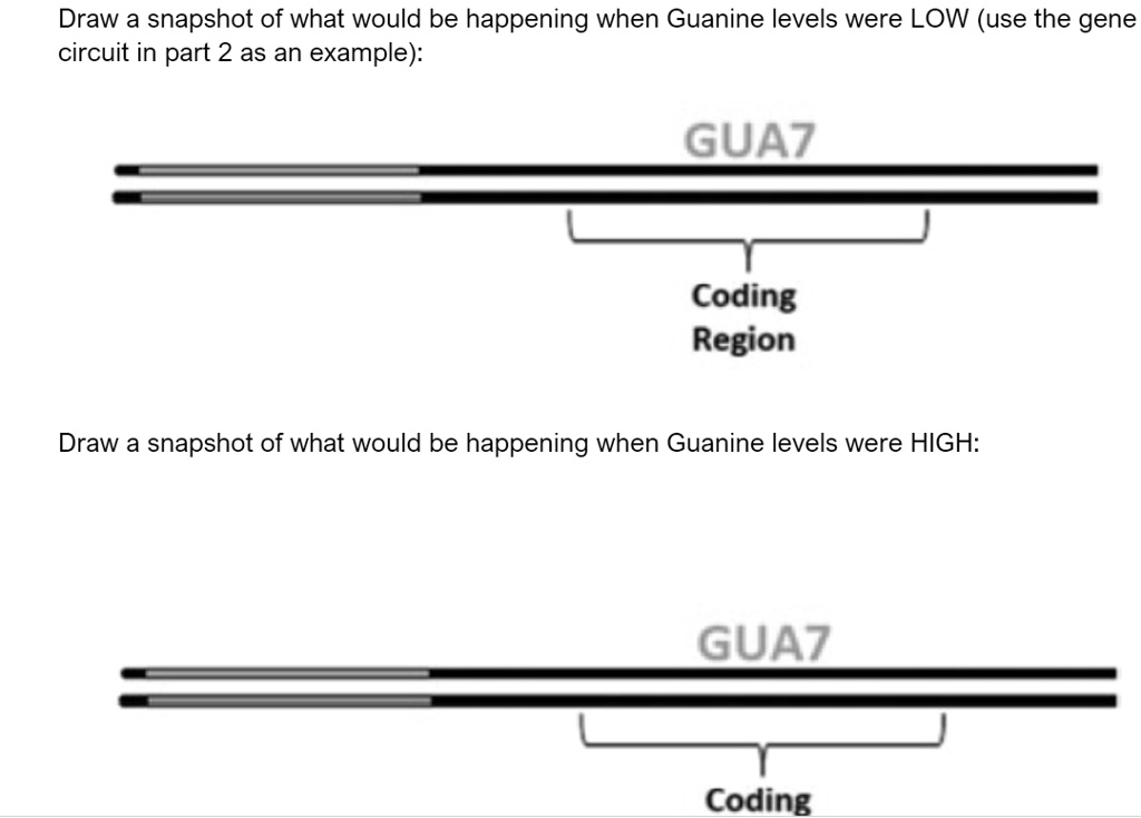 Draw a snapshot of what would be happening when Guanine levels were LOW ...