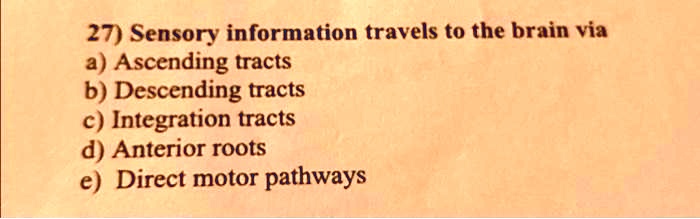 [GET ANSWER] 27) Sensory information travels to the brain via a ...