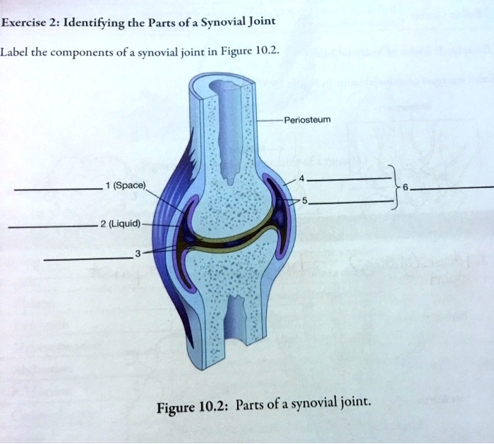 SOLVED: Exercise 2:Identifying the Parts of a Synovial Joint Label the ...