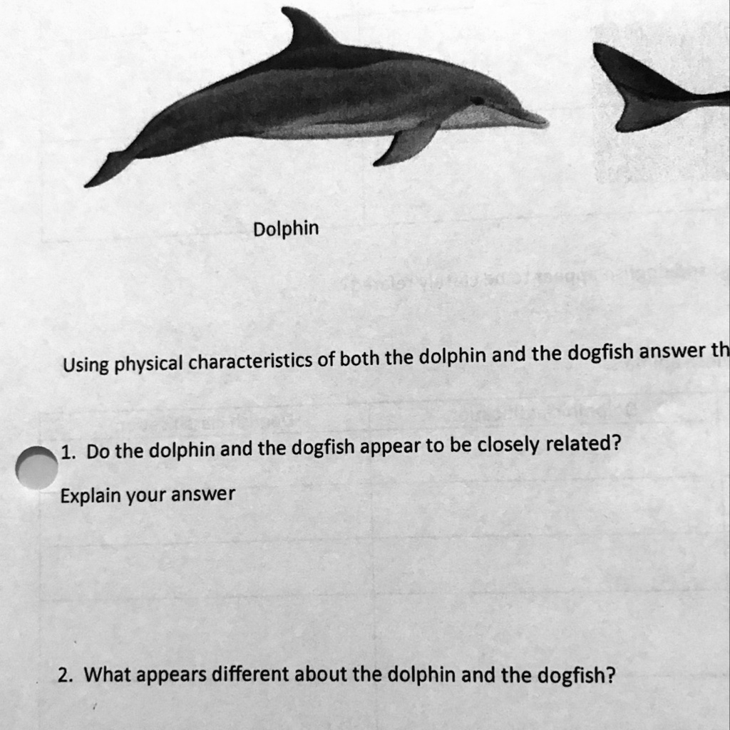Dolphin Using physical characteristics of both the dolphin and the ...