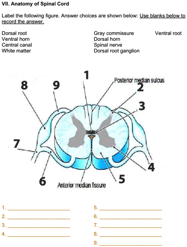 VII. Anatomy of Spinal Cord Label the following figure. Answer choices ...