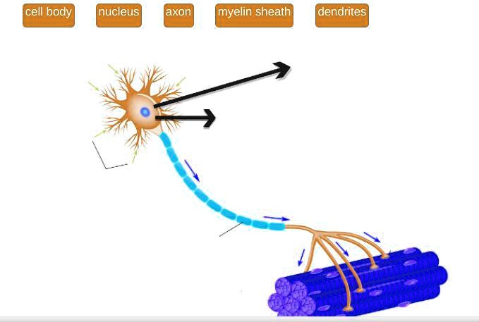 help pleasedrag each label to the correct location on the imagethe ...