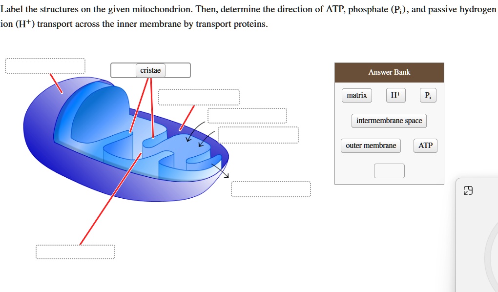 SOLVED: Label the structures on the given mitochondrion. Then ...