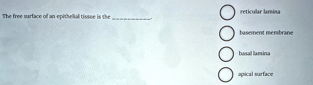 the free surface of an epithelial tissue is the reticular lamina ...