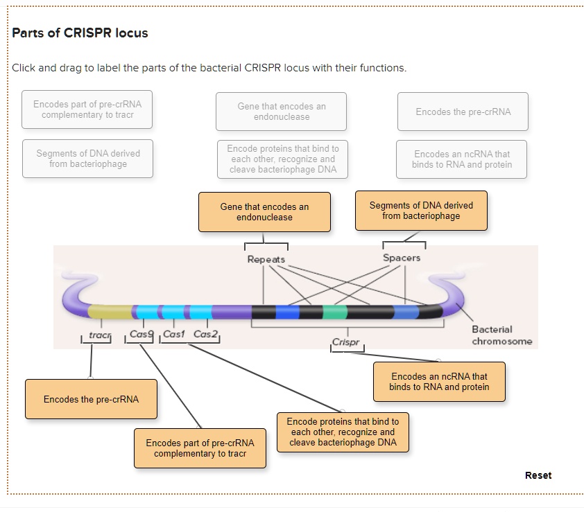 SOLVED: Parts of CRISPR locus Click and drag to label the parts of the ...
