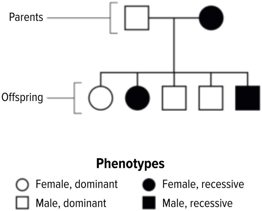 SOLVED: 'if the male parent had the recessive phenotype instead of the female parent, how many ...
