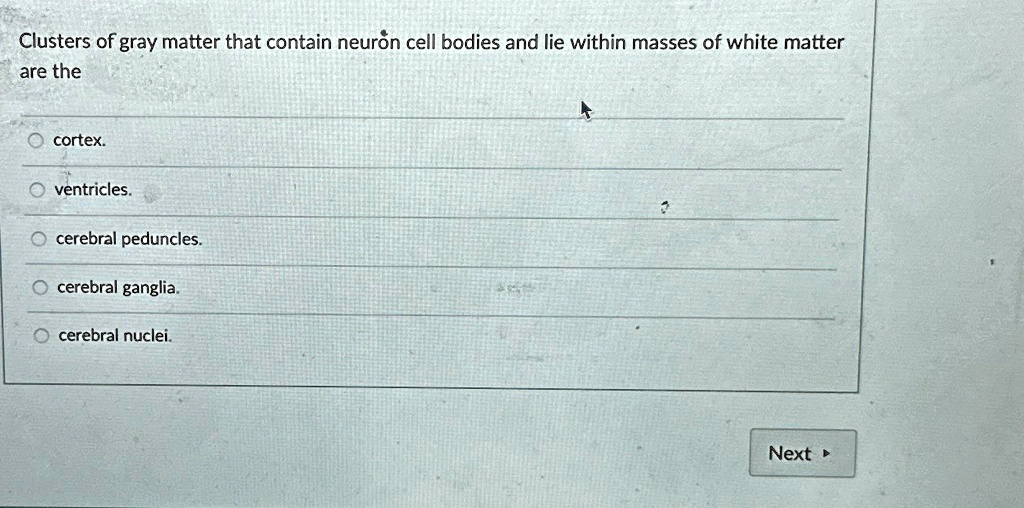 Clusters of gray matter that contain neuron cell bodies and lie within ...