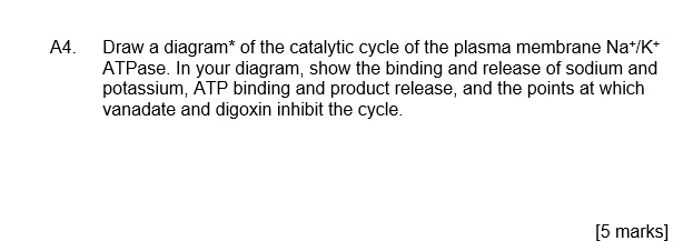A4. Draw a diagram* of the catalytic cycle of the plasma membrane Na+/K+ ATPase. In your diagram ...