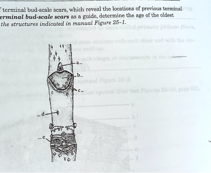 terminal bud scale scars which reveal the locations of previous ...