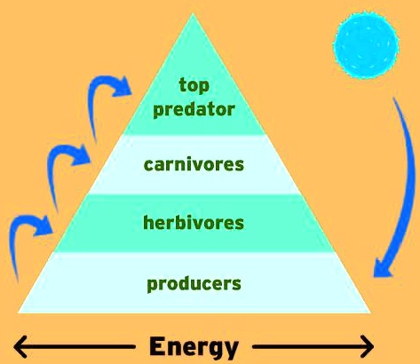 Top predator carnivores herbivores producers Energy