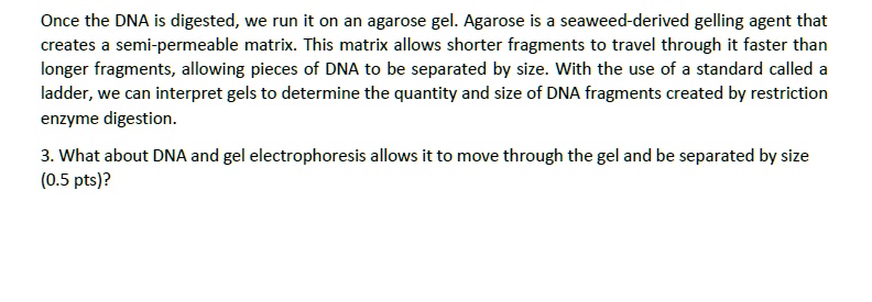 Once the DNA is digested, we run it on an agarose gel....