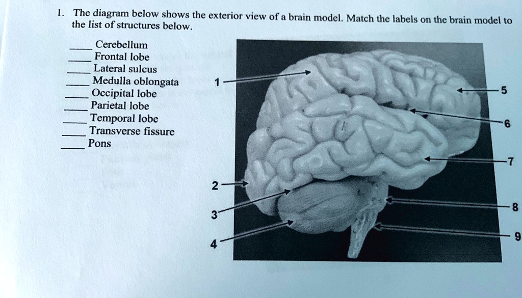 1. The diagram below shows the exterior view of a brain model. Match ...