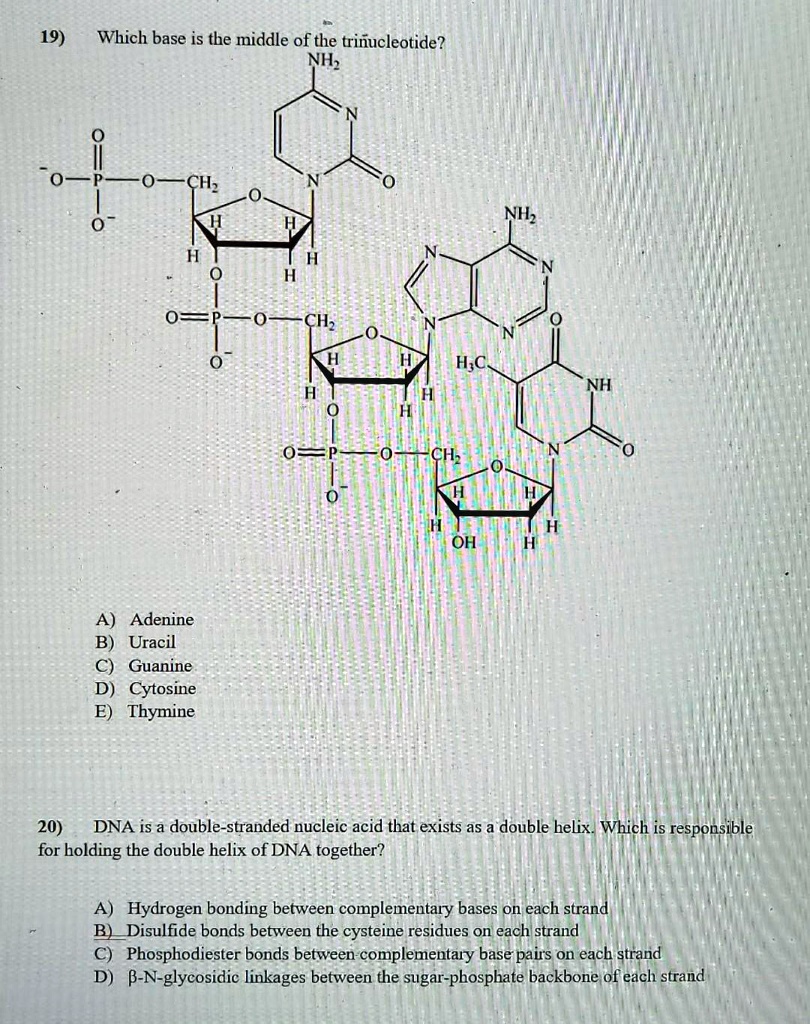 SOLVED: Which base is the middle of the trinucleotide? NH3; CH3; NH2 ...