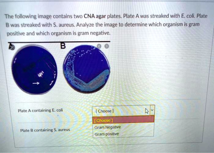the following image contains two cna agar plates plate a was streaked ...