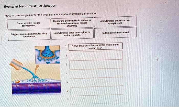 Events at Neuromuscular Junction Place in chronological order the events that occur at a ...